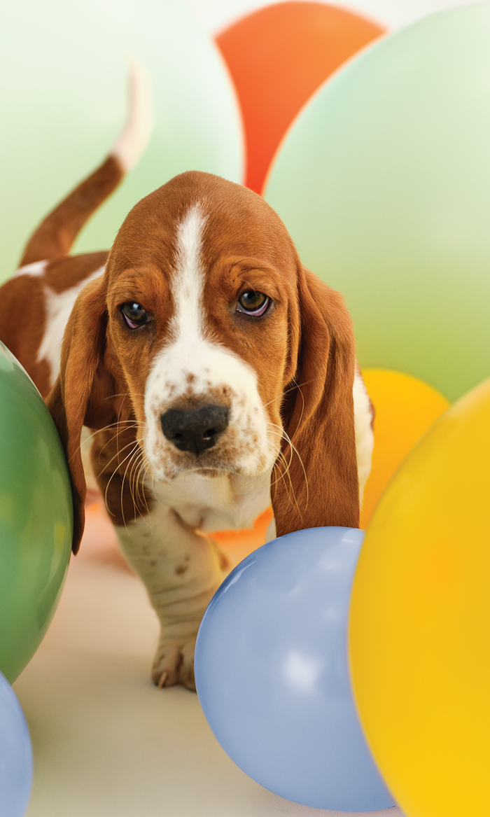 Earn Your Paw Prints - Hush Puppies UK